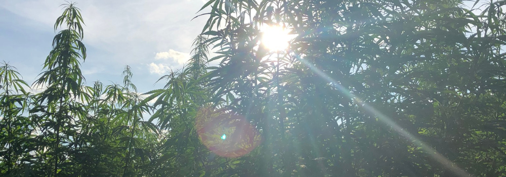 Where is CBD/Hemp Legal in the World – empyri