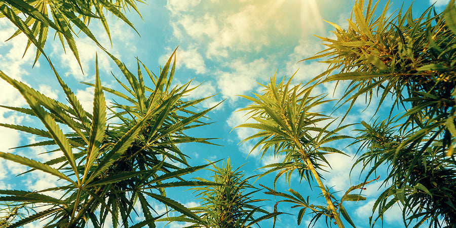 empyri blog | ditch weed and its hippie cousin